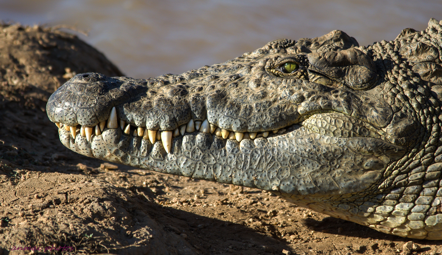 Kroko-Siesta. Foto & Bild | erindi namibia., natur Bilder auf fotocommunity