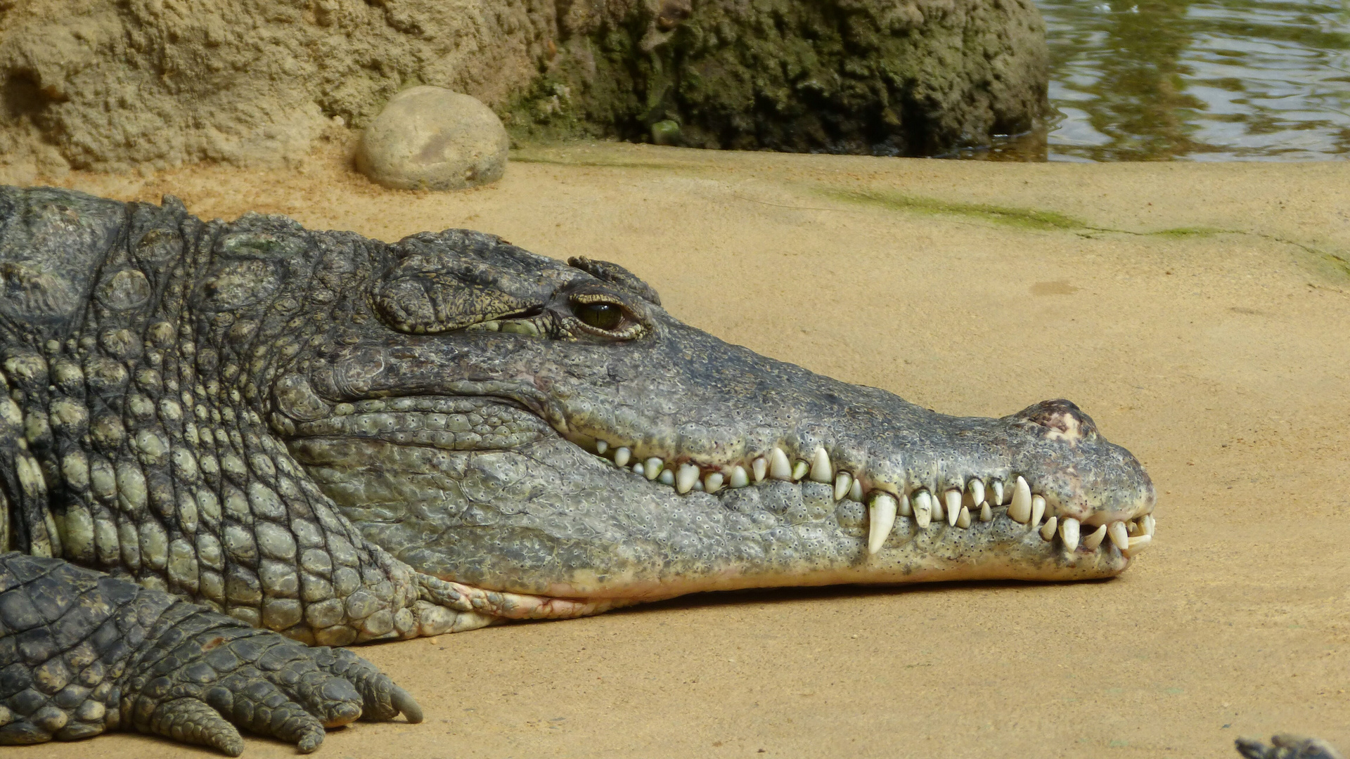 Krokodil Foto & Bild | tiere, wildlife, amphibien & reptilien Bilder ...