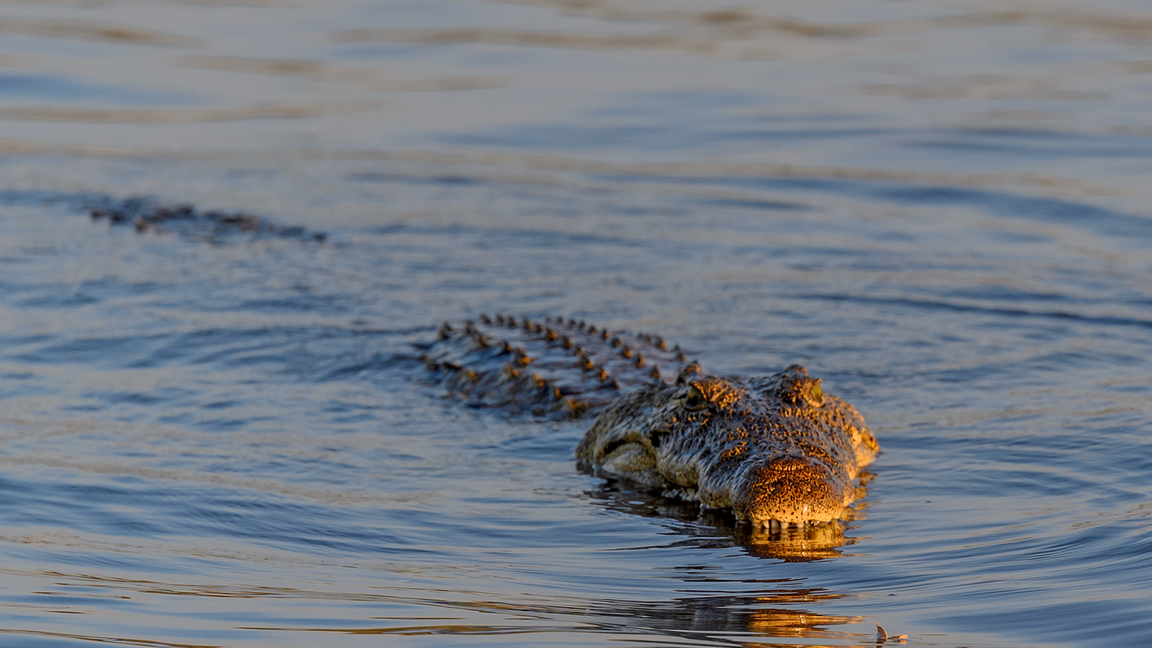 Krokodil Foto & Bild | wasser, sonne, licht Bilder auf fotocommunity