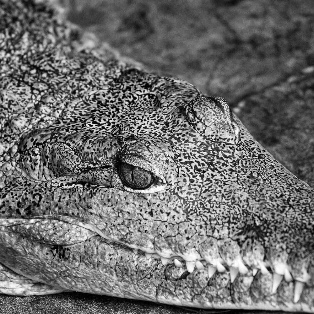 krokodil-6337 Foto & Bild | tiere, zoo, wildpark & falknerei, amphibien ...
