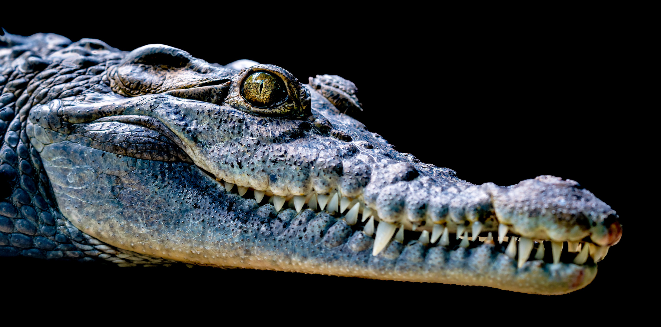 Krokodil Foto & Bild | tiere, zoo, wildpark & falknerei, säugetiere ...