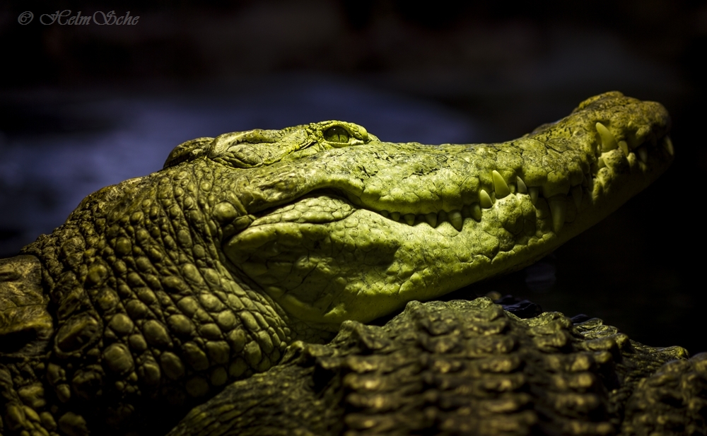 Krokodil Foto & Bild | zoo, tiere, reptilien Bilder auf fotocommunity