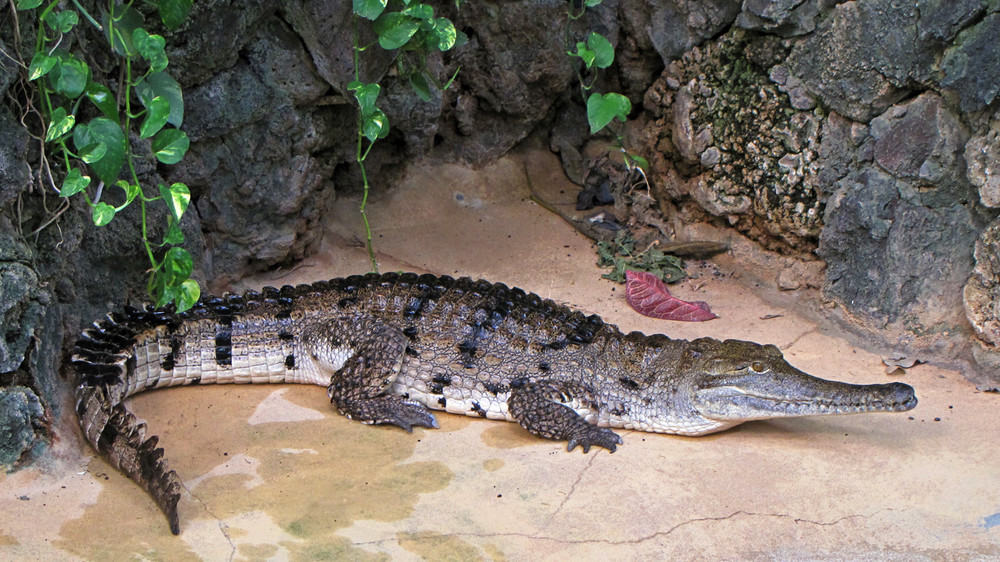 Krokodil Foto & Bild | tiere, zoo, wildpark & falknerei, amphibien ...
