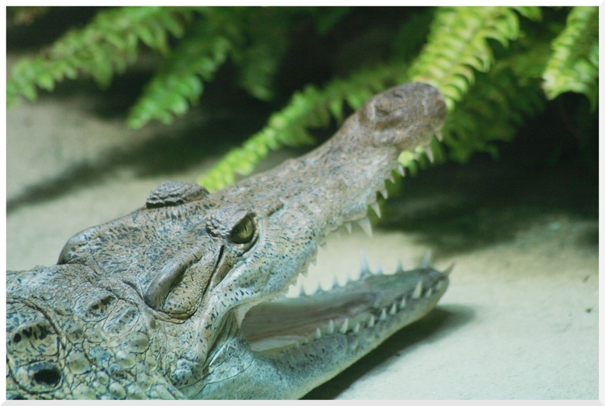 Krokodil Bild Foto & Bild | natur, zoo, tiere Bilder auf fotocommunity