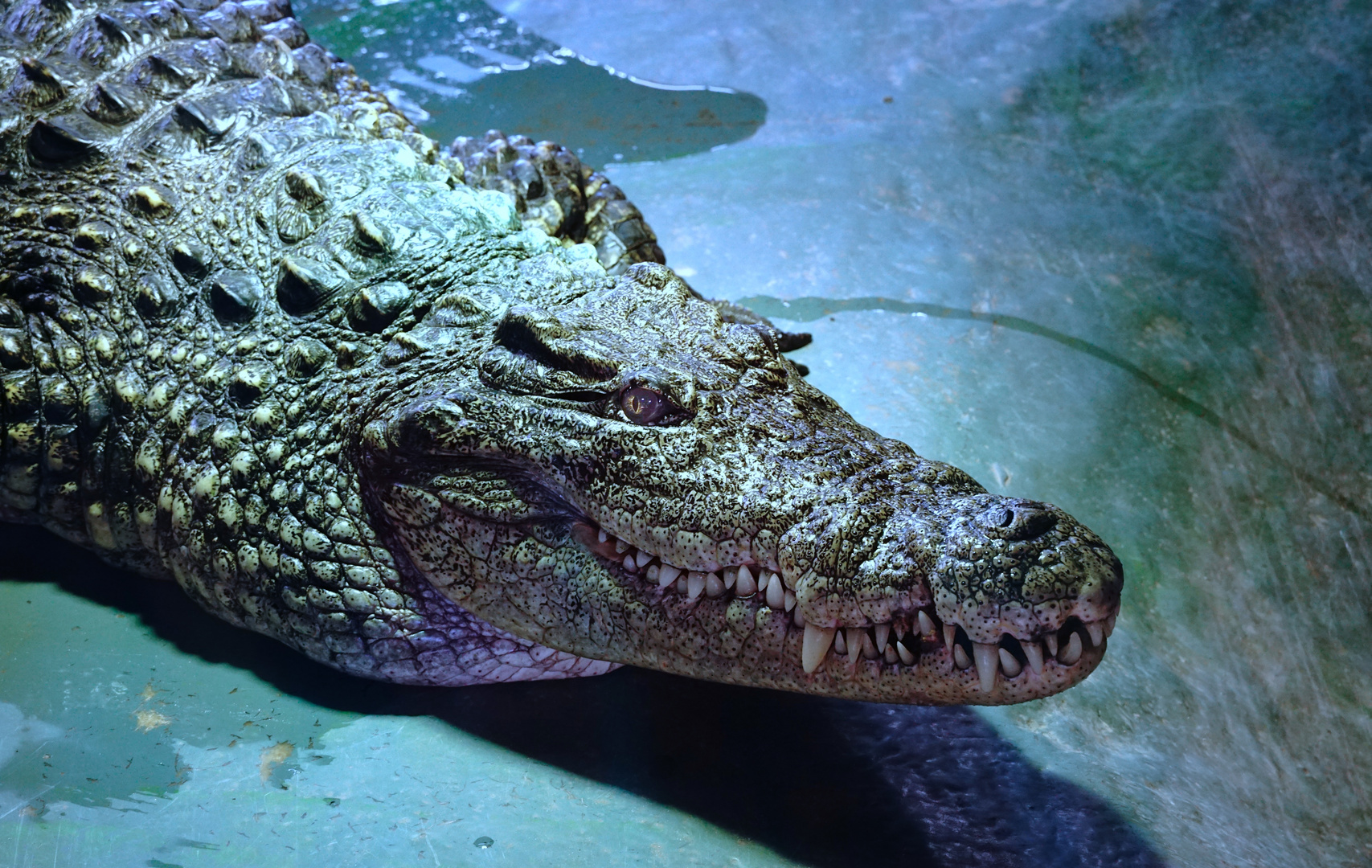 Krokodil Foto & Bild | tiere, zoo, wildpark & falknerei, amphibien ...