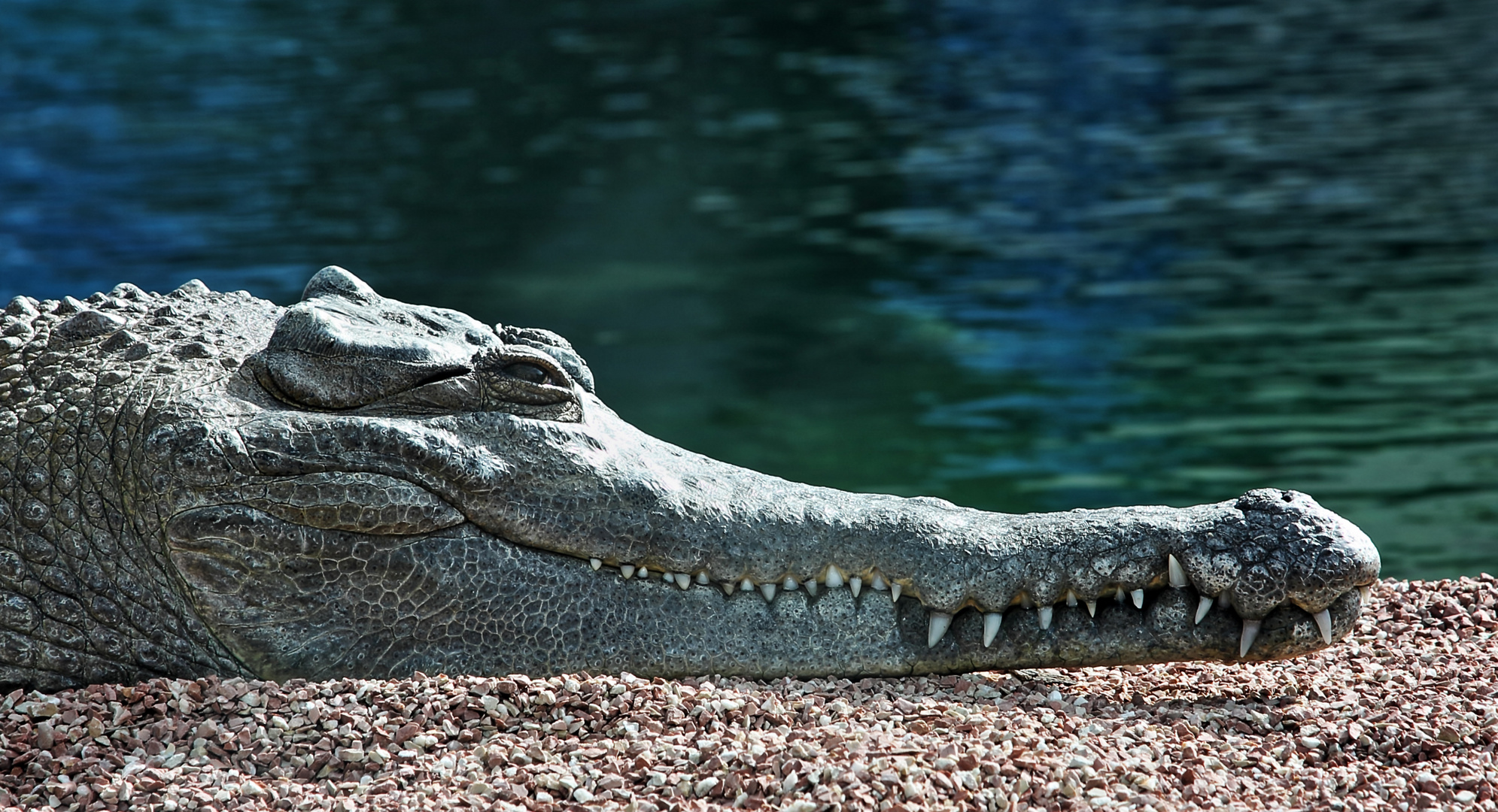 Krokodil Foto & Bild | tiere, zoo, wildpark & falknerei, amphibien ...