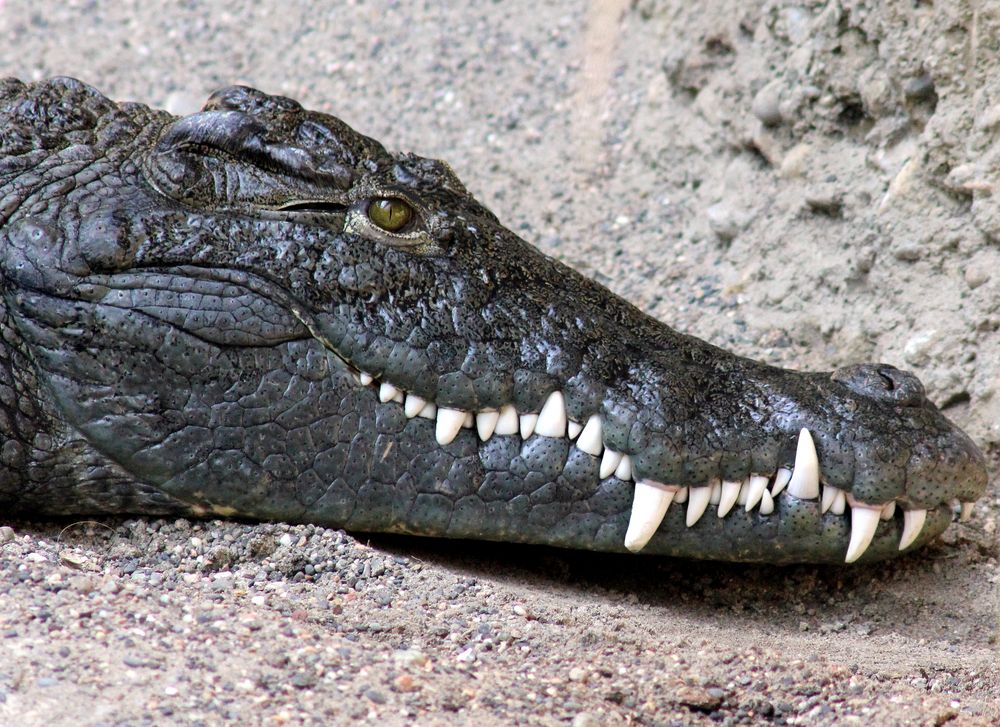 Krokodil Foto & Bild | tiere, zoo, wildpark & falknerei, amphibien ...