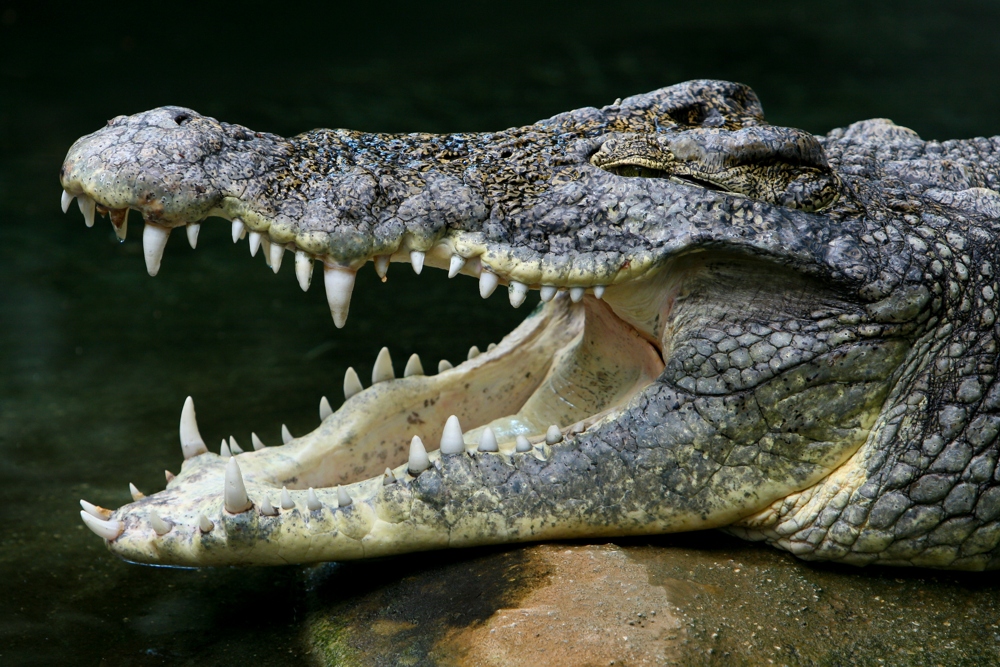 Krokodil im Kölner Zoo Foto & Bild | tiere, zoo, wildpark & falknerei ...