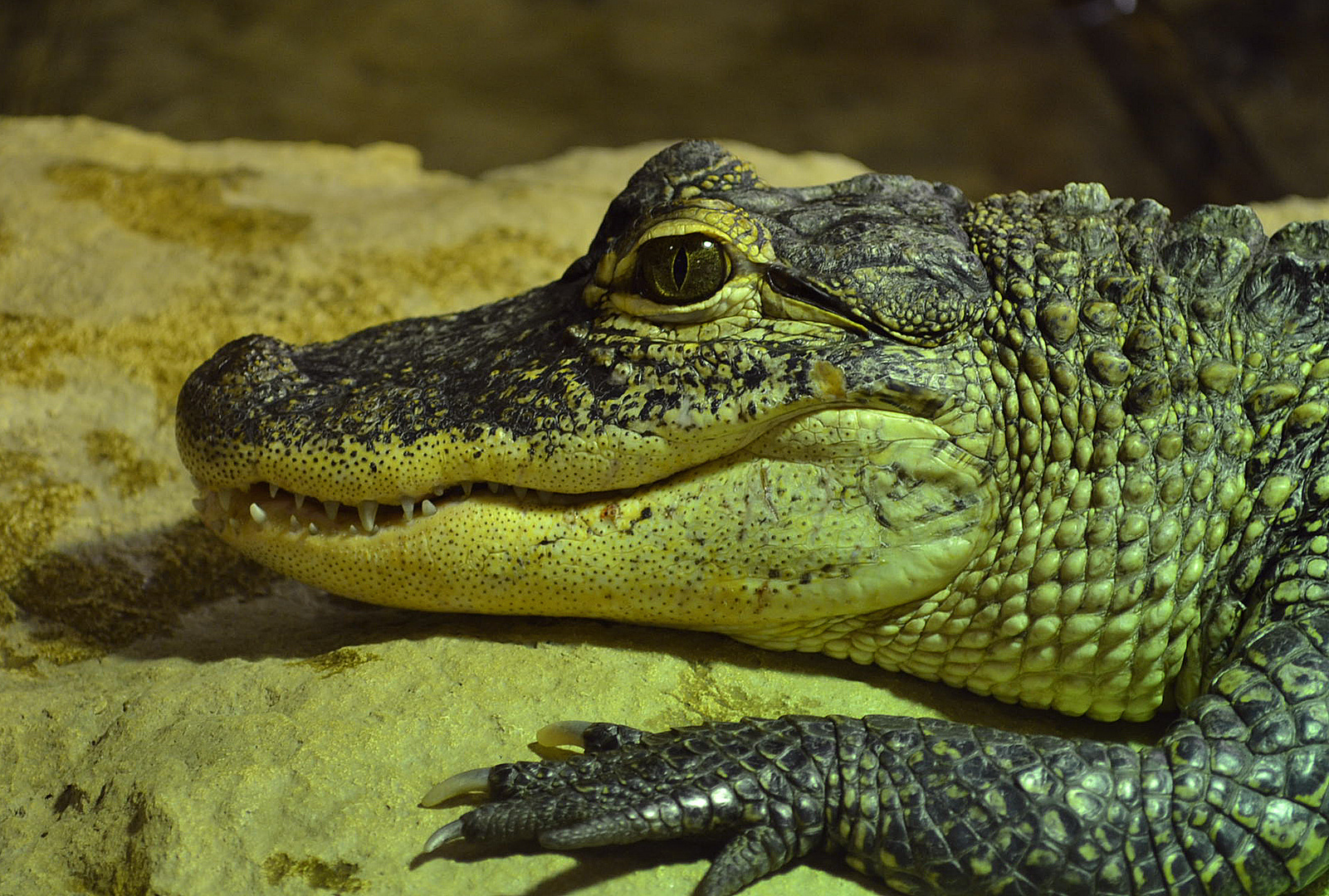 Krokodil im Zoo von Pilsen (2) Foto & Bild | tiere, zoo, wildpark ...