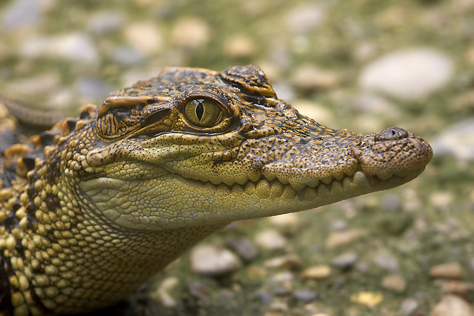 Krokodilbaby Foto & Bild | tiere, zoo, wildpark & falknerei, amphibien ...