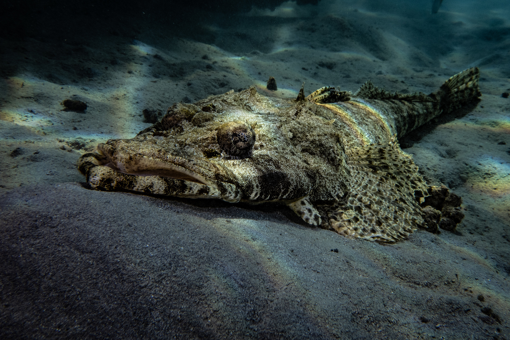 Krokodilfisch (Rotes Meer) Foto & Bild | wasser, natur, see Bilder auf ...