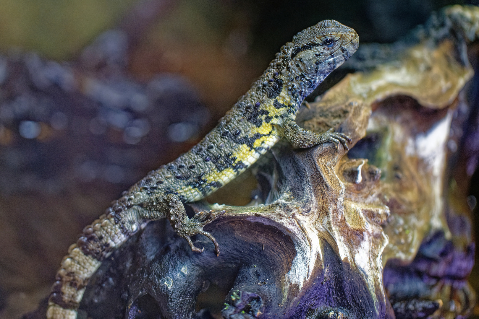 Krokodilschwanz-Höckerechse Foto & Bild | tiere, zoo, wildpark & falknerei, amphibien ...