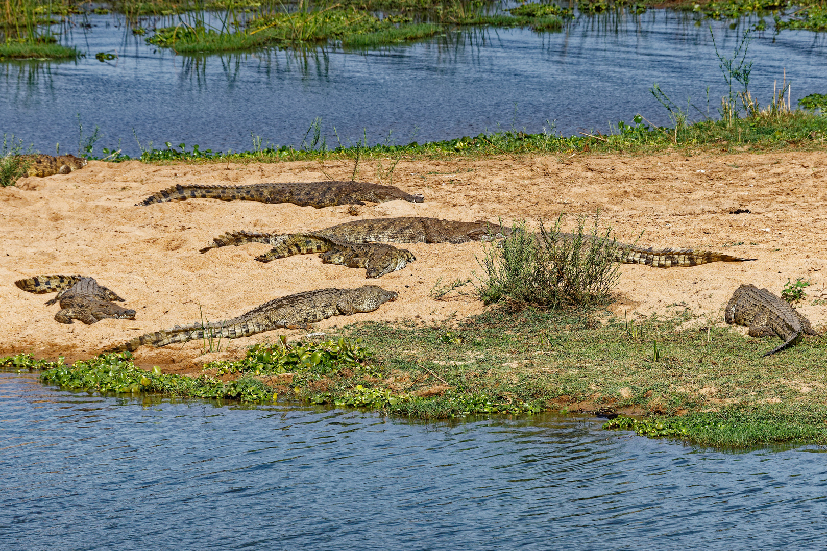 Krokos Foto & Bild | africa, southern africa, south africa Bilder auf ...