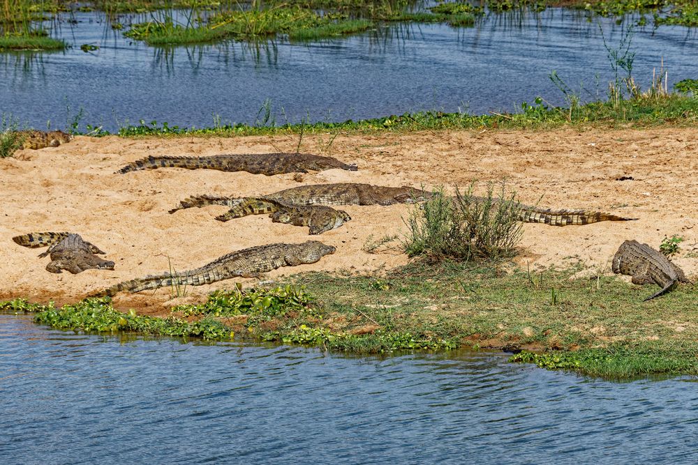 Krokos Foto & Bild | africa, southern africa, south africa Bilder auf ...
