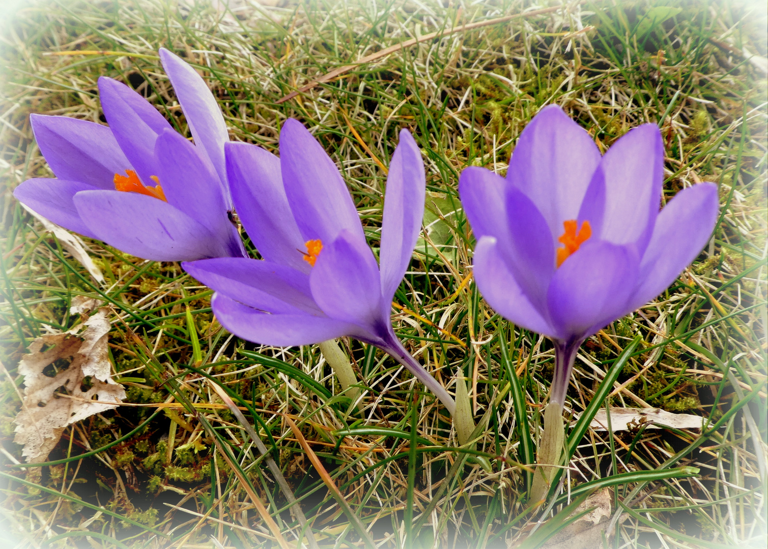 krokus Foto & Bild | natur, pflanzen, blüten Bilder auf fotocommunity