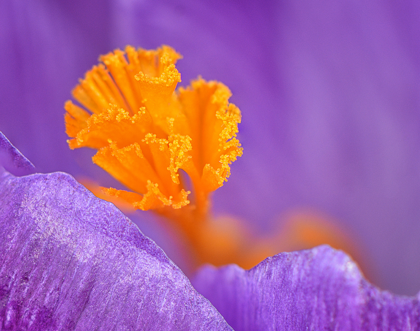 Krokus 3:1 Foto & Bild | pflanzen, pilze & flechten, blüten ...