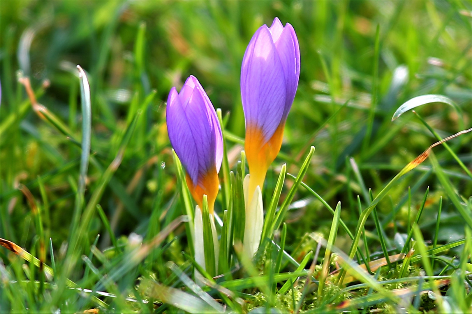 Krokus Foto & Bild | pflanzen, pilze & flechten, blüten ...