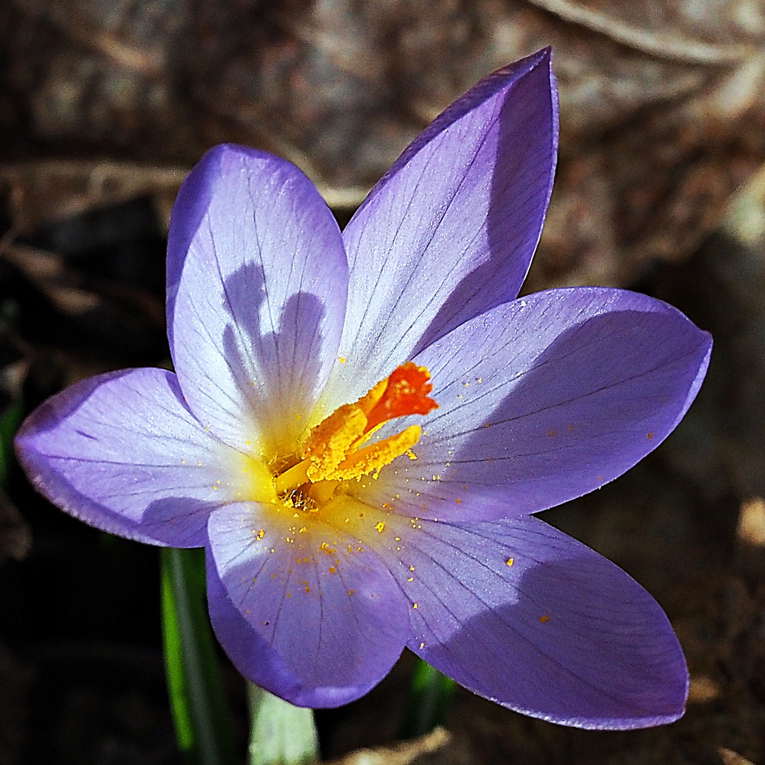 Krokus Foto & Bild | pflanzen, pilze & flechten, blüten ...