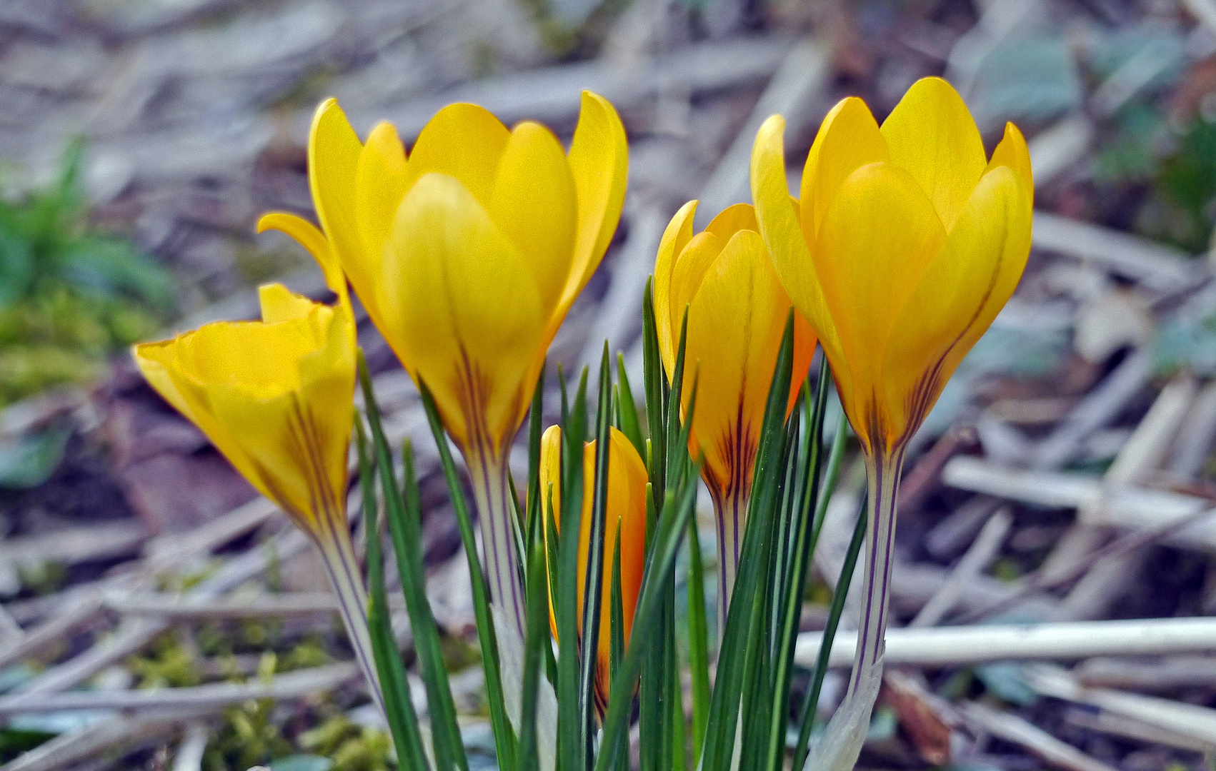 Krokus Foto & Bild | jahreszeiten, frühling, naturereignisse Bilder auf ...