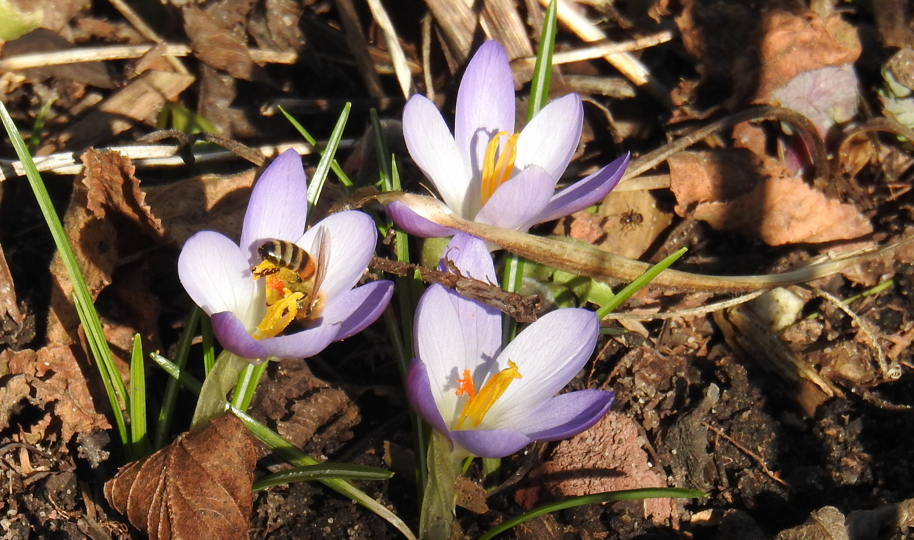 Krokus Foto & Bild | projekte, mittwochsblümchen, blumen Bilder auf ...