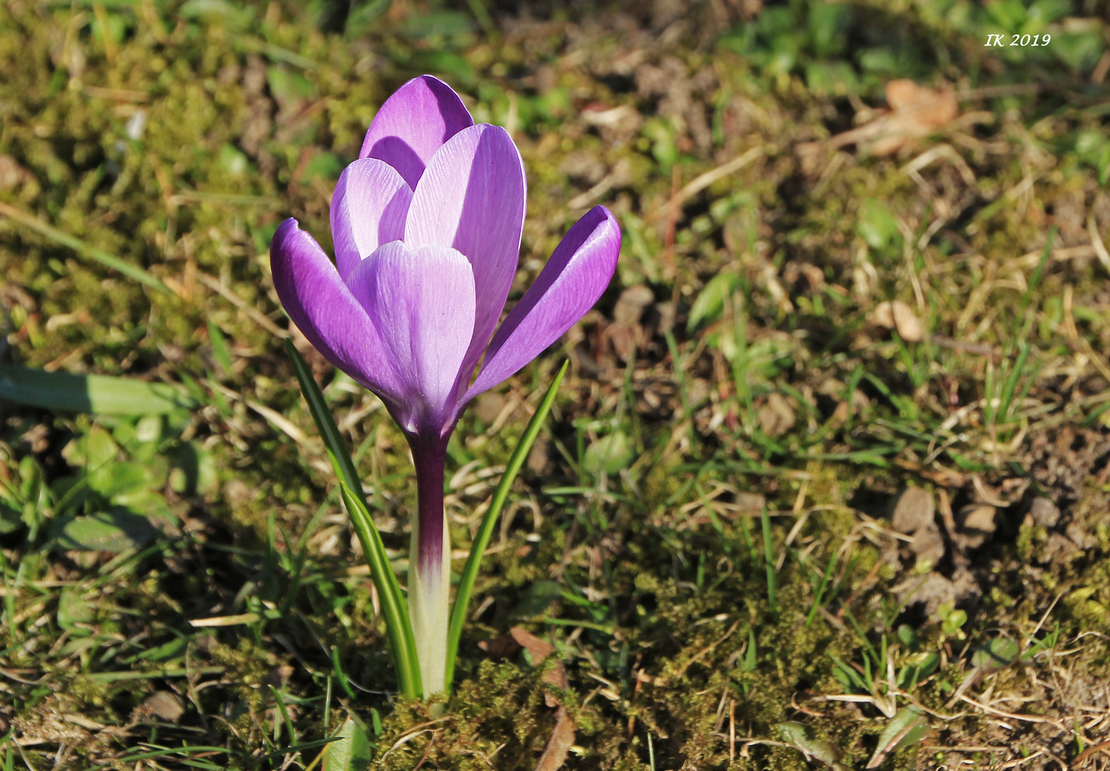 Krokus Foto & Bild | projekte, 3 - mittwochsblümchen, thementage Bilder ...