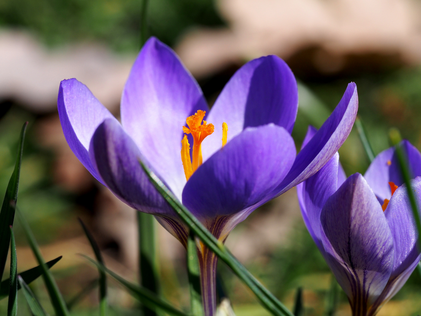 Krokus Foto & Bild | pflanzen, pilze & flechten, blüten ...