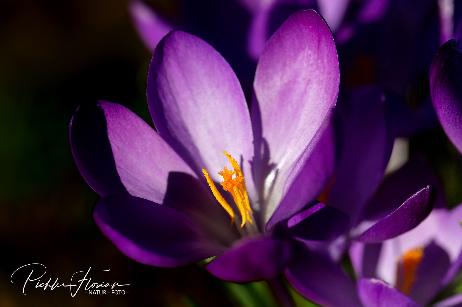 Krokus Foto & Bild | jahreszeiten, frühling, blumen Bilder auf ...