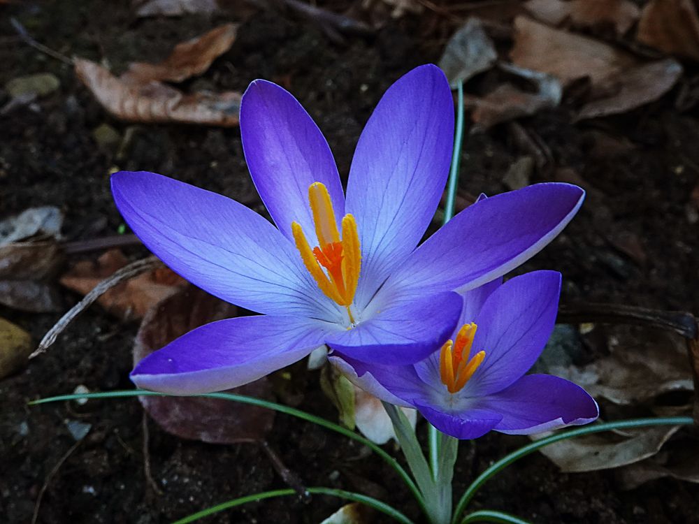 Krokus-Duett Foto & Bild | krokus, blumen, blüten Bilder auf fotocommunity