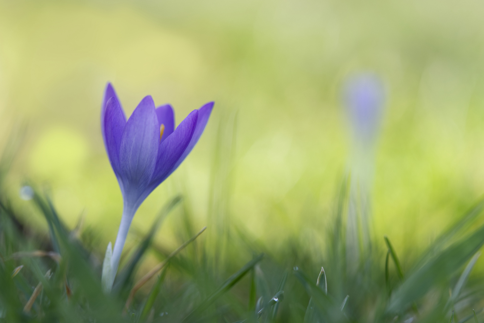 Krokus Foto & Bild | pflanzen, pilze & flechten, landschaft, blüten ...
