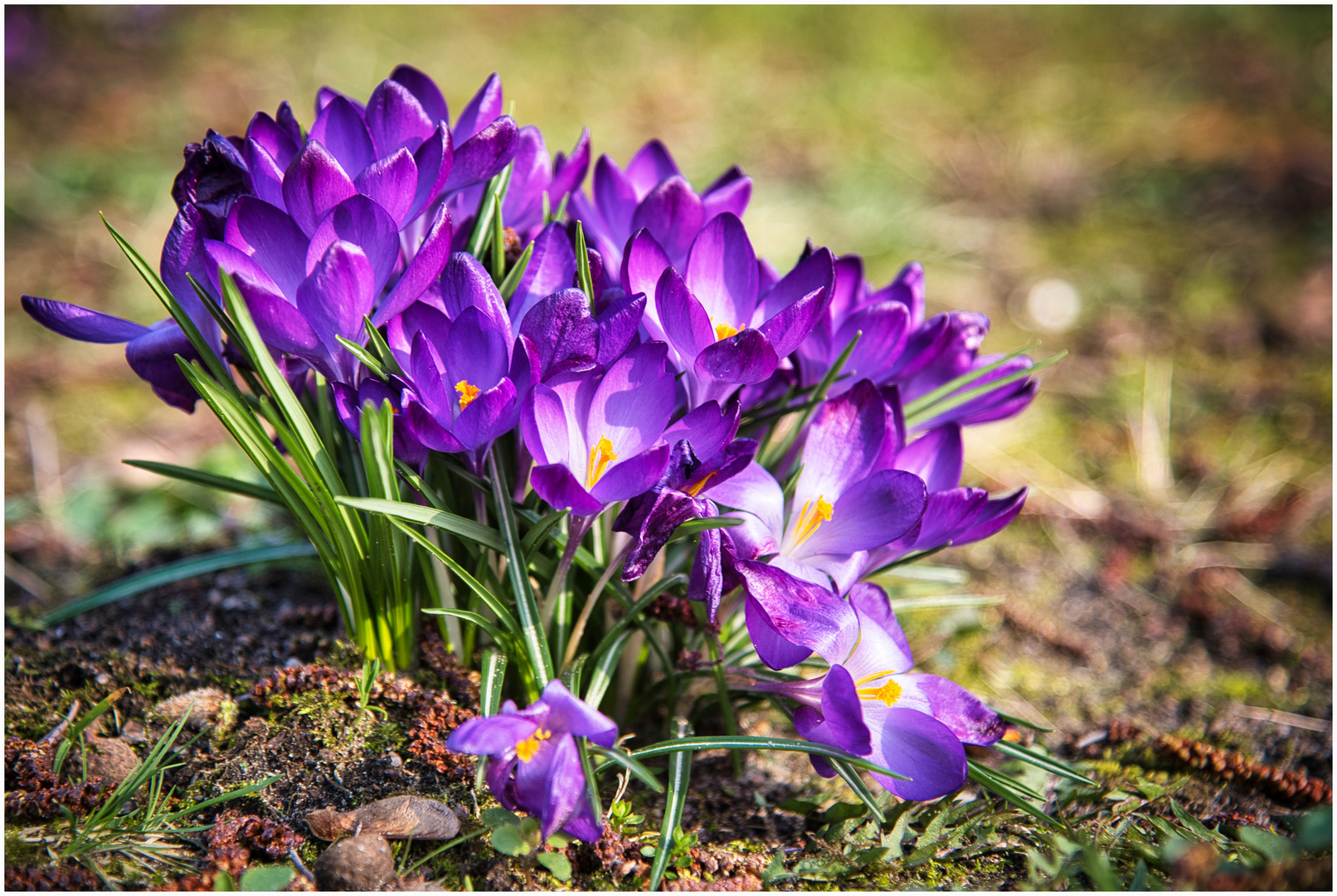 Krokus Foto & Bild | frühling, jahreszeit, natur Bilder auf fotocommunity Krokus Foto & Bild | frühling, jahreszeit, natur Bilder auf fotocommunity