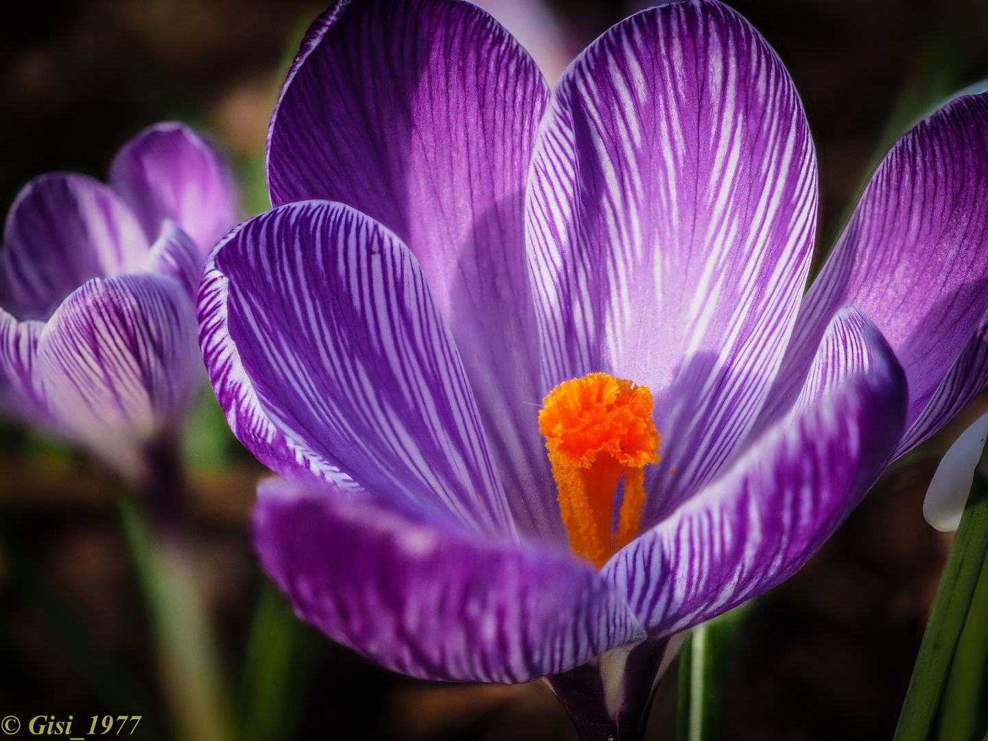 Krokus Foto & Bild | jahreszeiten, frühling, flower Bilder auf ...