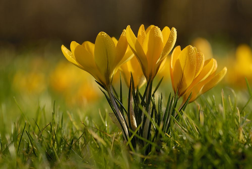 Krokus-gelb Foto & Bild | blümchen Bilder auf fotocommunity