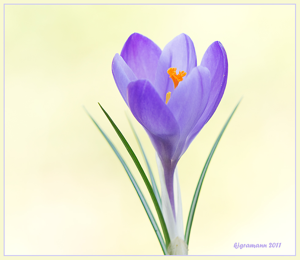 krokus III ...... Foto & Bild | natur-tabletop, natur-kreativ ...