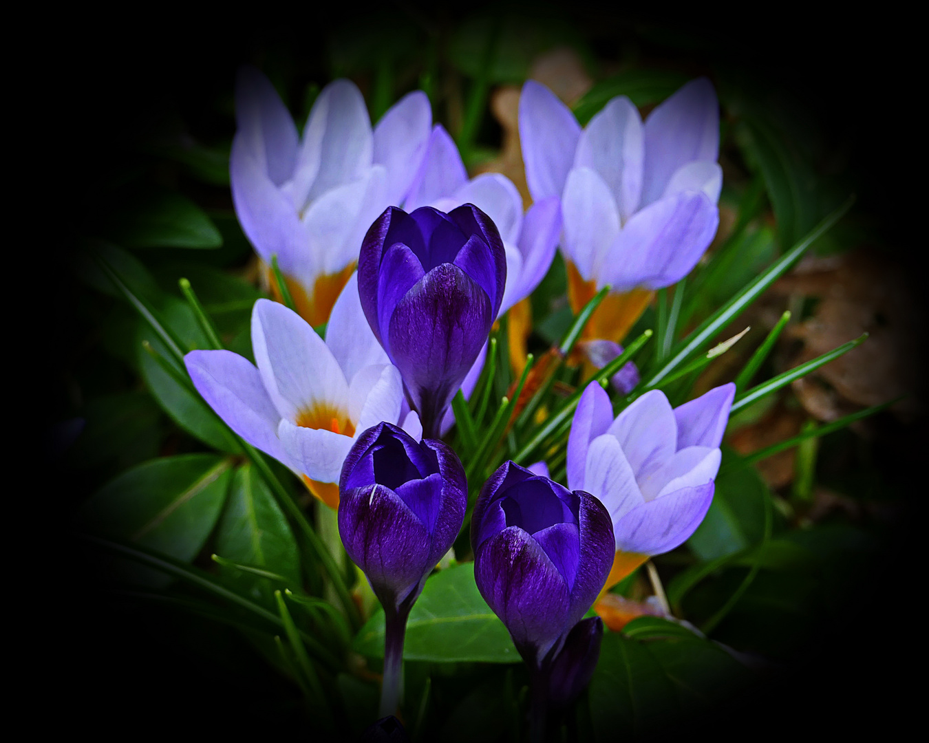 Krokus im Focus Foto & Bild | natur, krokusse, blumen Bilder auf ...
