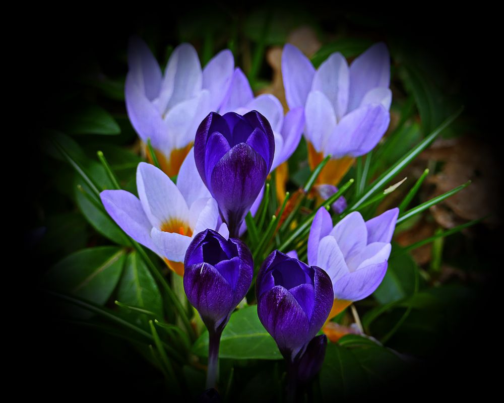 Krokus im Focus Foto & Bild | natur, krokusse, blumen Bilder auf ...