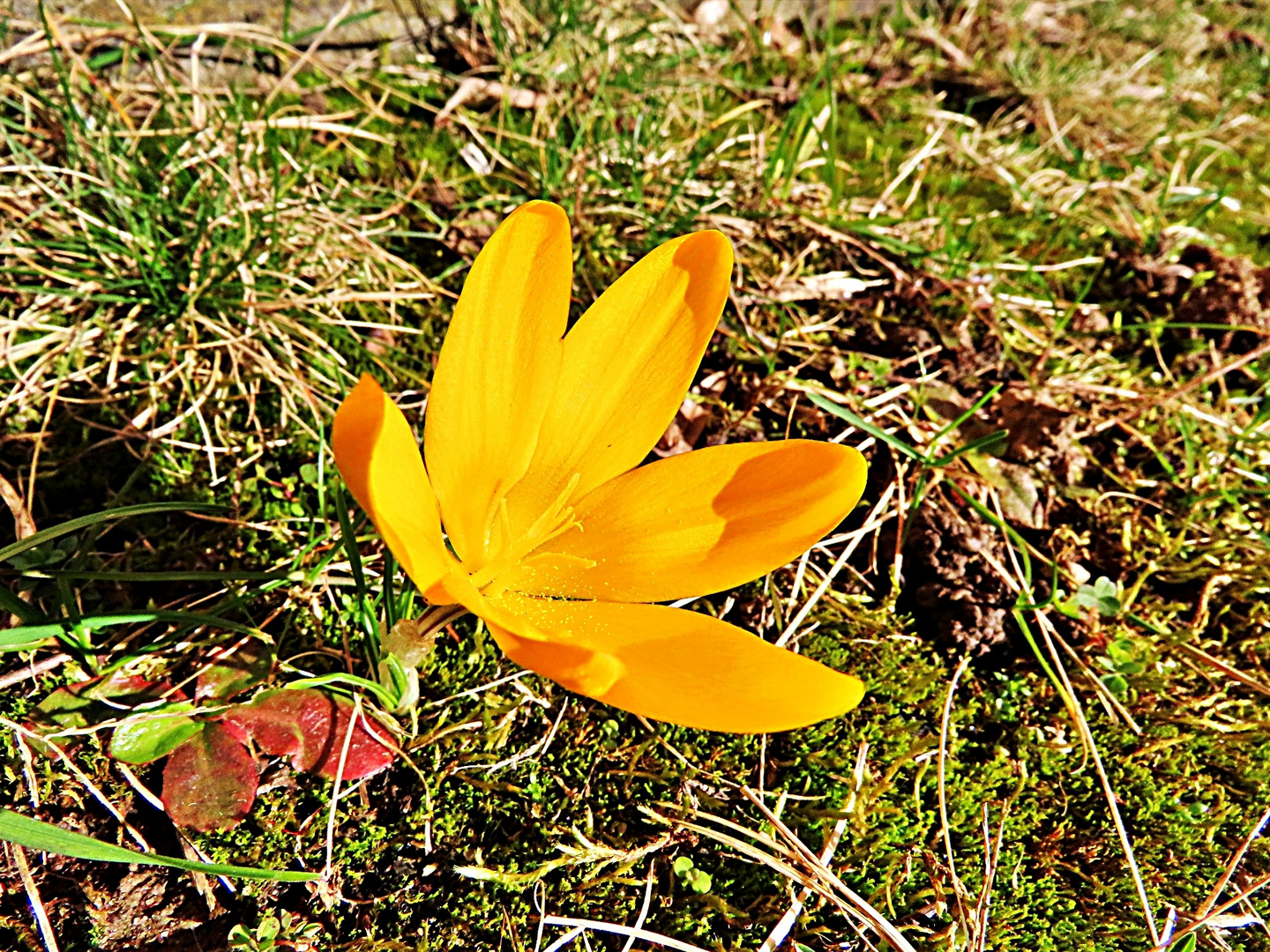 Krokus in der Sonne Foto & Bild | bearbeitungs - techniken, makro ...