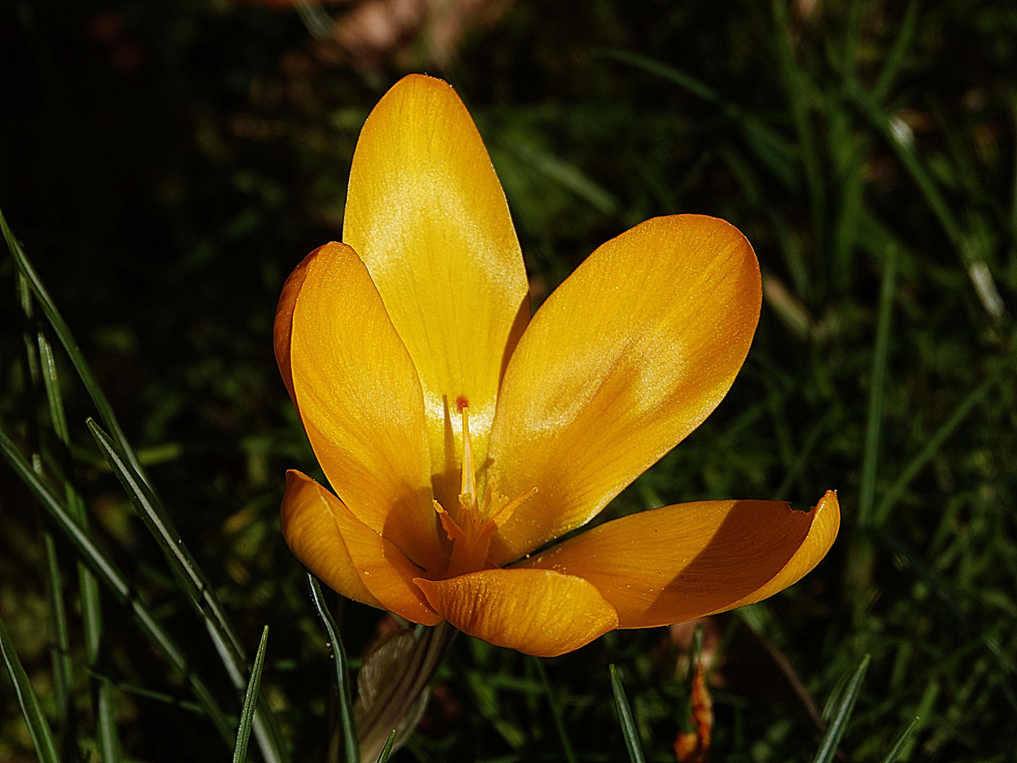 Krokus lässt grüßen Foto & Bild | natur, krokus, blumen Bilder auf ...