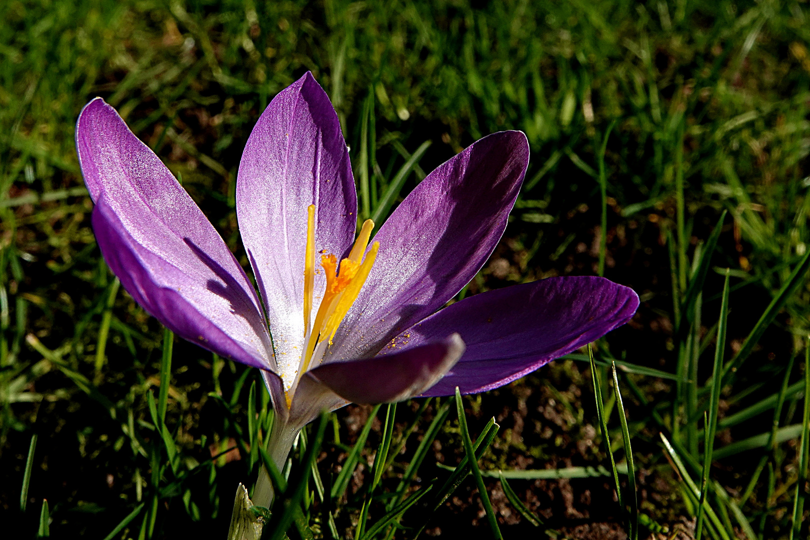 Krokus mit Innenbeleuchtung Foto & Bild | natur, krokus, blumen Bilder ...