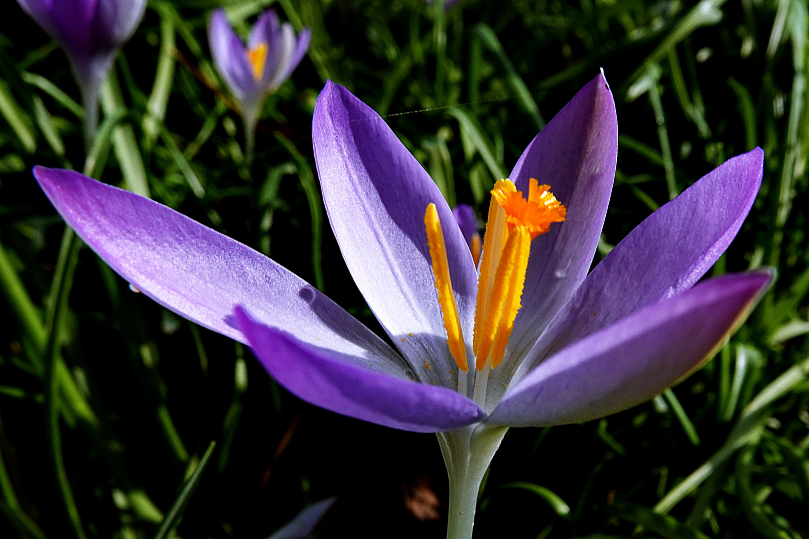Krokus öffne dich Foto & Bild | natur, krokus, blumen Bilder auf ...