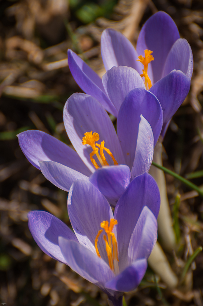 Krokus-Triple Foto & Bild | world, spezial, natur Bilder auf fotocommunity