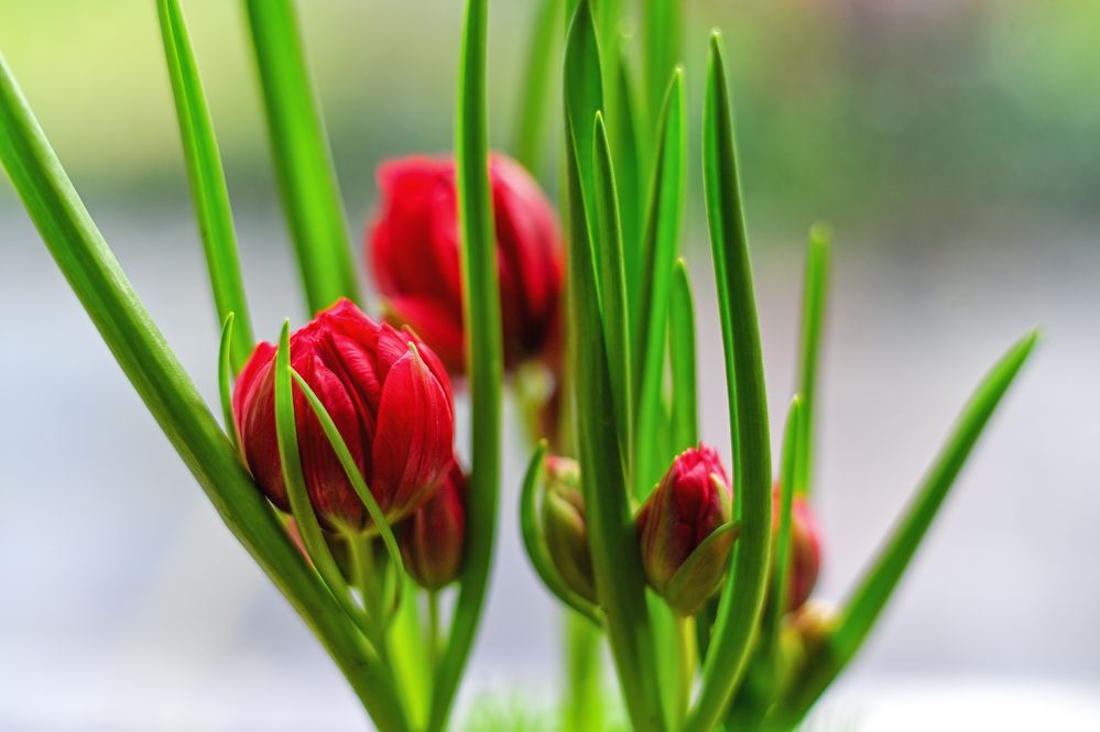 Krokus Tulpen Foto & Bild | makro, frühling, natur Bilder auf fotocommunity