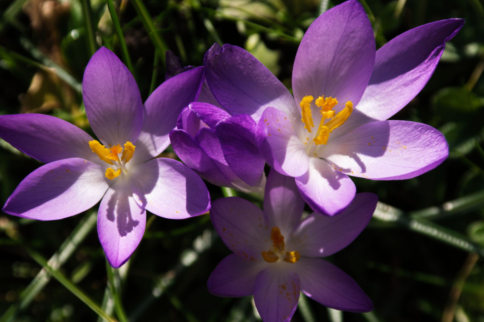 Krokus2023 Foto & Bild | natur, digiart, krokus Bilder auf fotocommunity