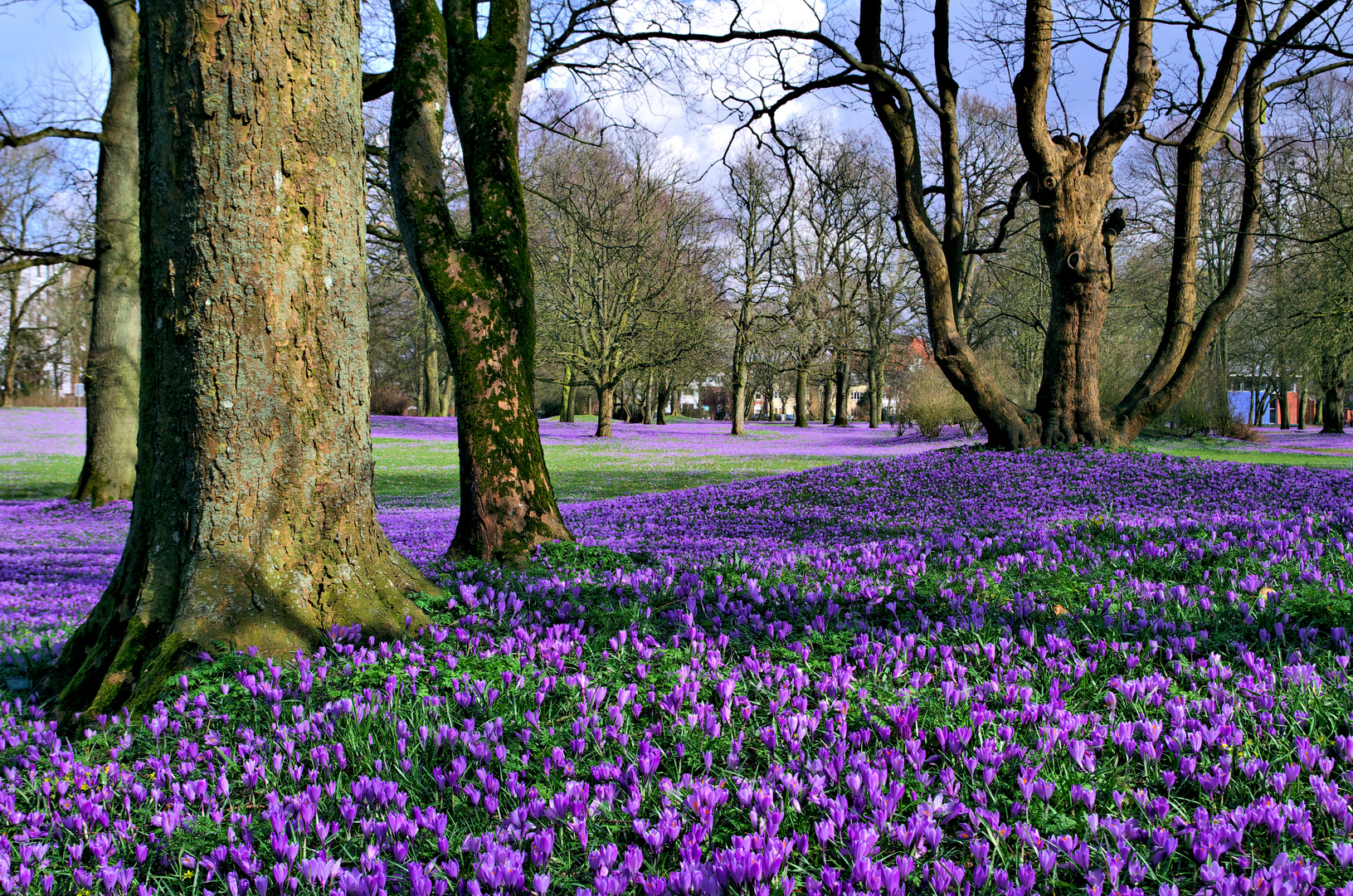 Krokusblüte in Husum 1 Foto & Bild | jahreszeiten, frühling, krokus ...