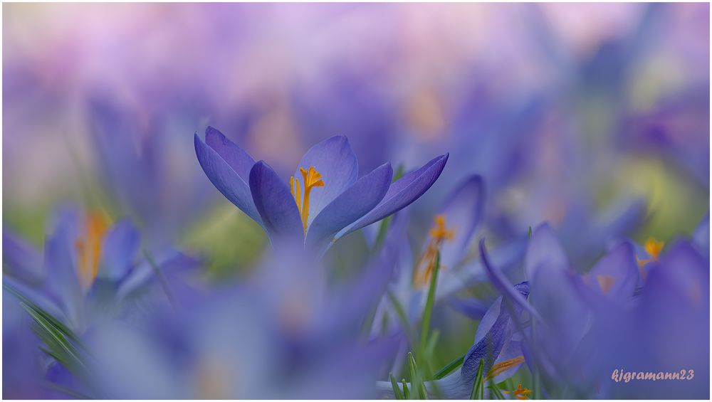 krokusblüten II .... Foto & Bild | spezial, dokumentation, blau Bilder auf fotocommunity