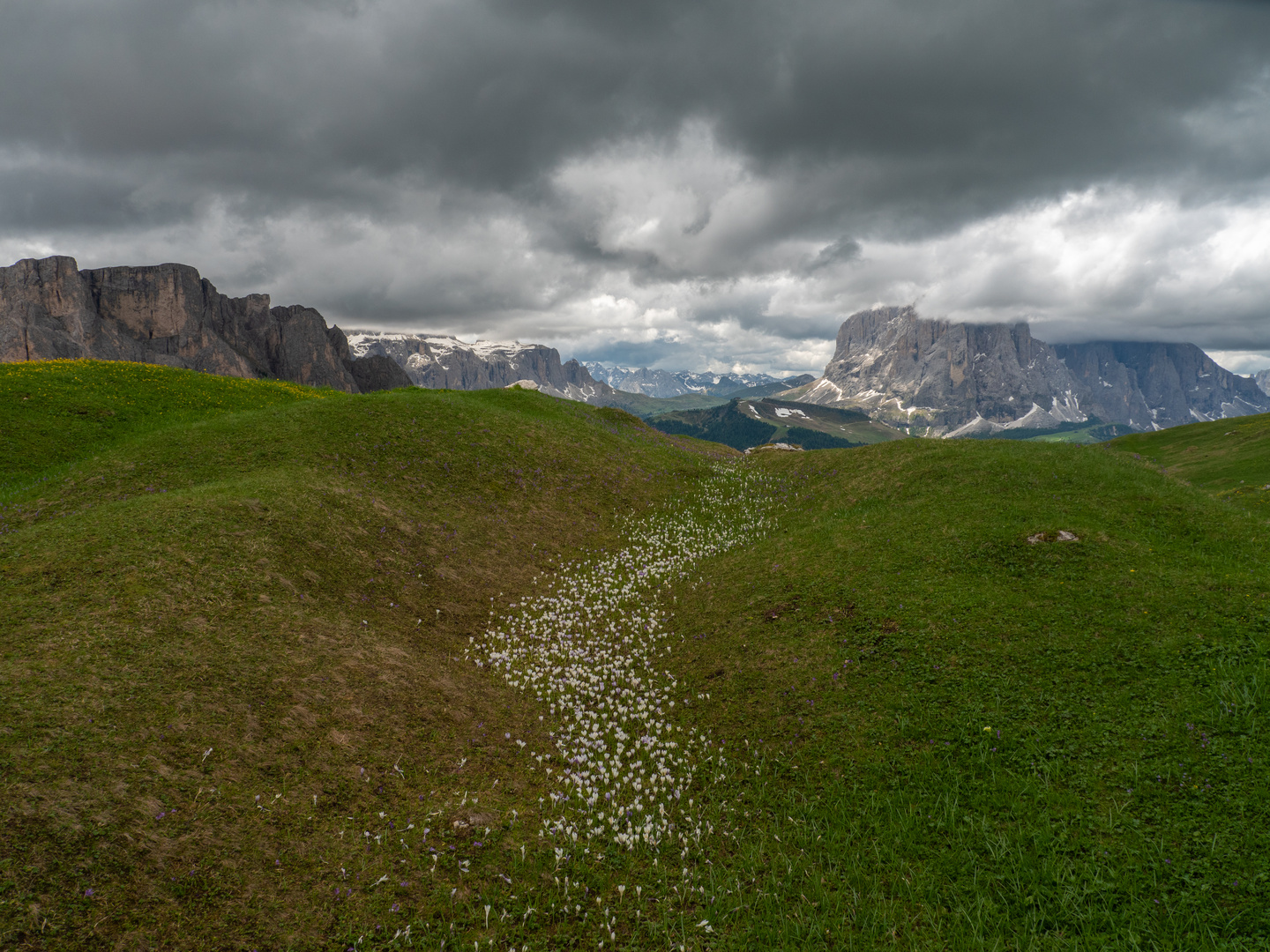 Krokuse am Col Raiser Foto & Bild | Bilder auf fotocommunity