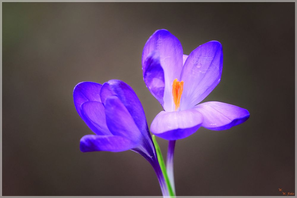 Krokuss Foto & Bild | natur, blumen, krokuss Bilder auf fotocommunity
