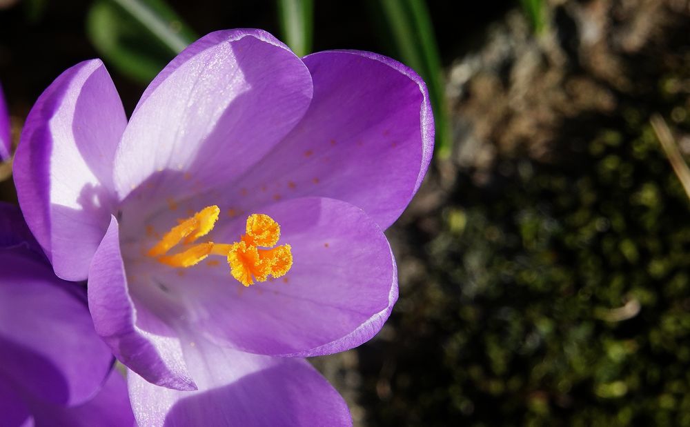 Krokuss. Foto & Bild | pflanzen, pilze & flechten, blüten ...