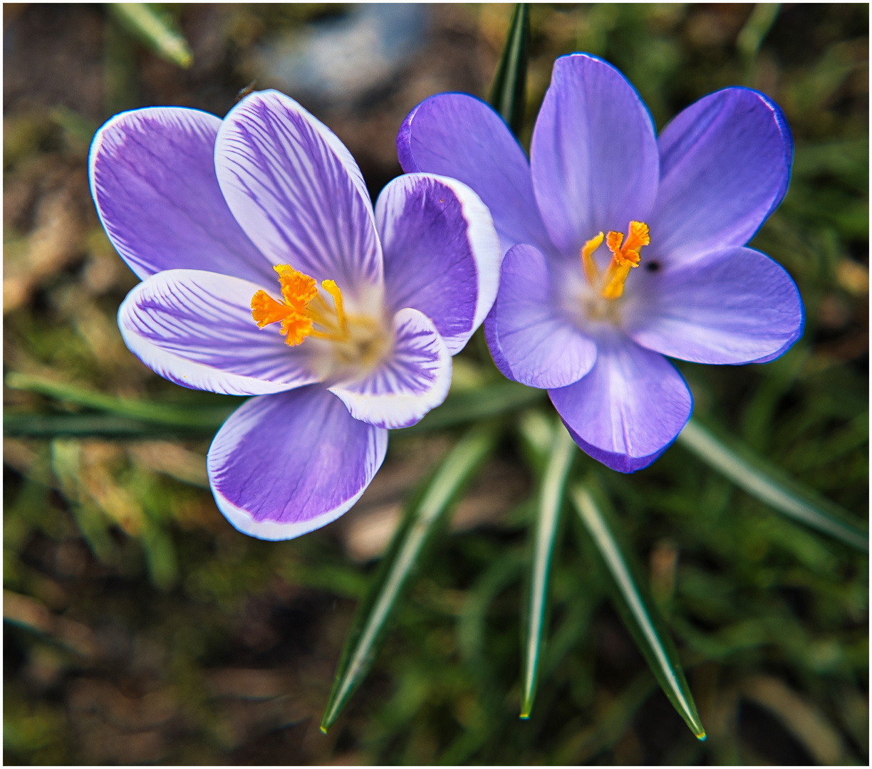 Krokuss Foto & Bild | frühling, jahreszeit, natur Bilder auf fotocommunity