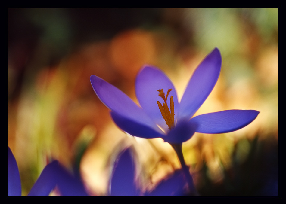 Krokuss... Foto & Bild | jahreszeiten, frühling, natur Bilder auf ...