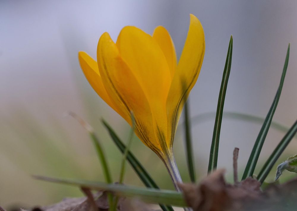Krokuss Foto & Bild | pflanzen, pilze & flechten, blüten ...
